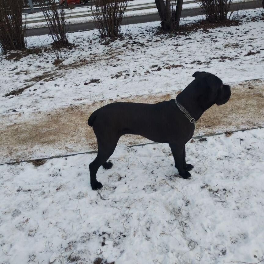 Отдам в добрые руки, девочку Кане-корсо