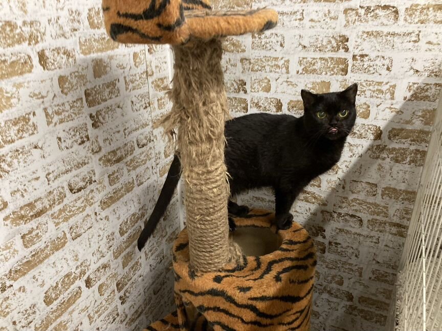 Котейка в семью