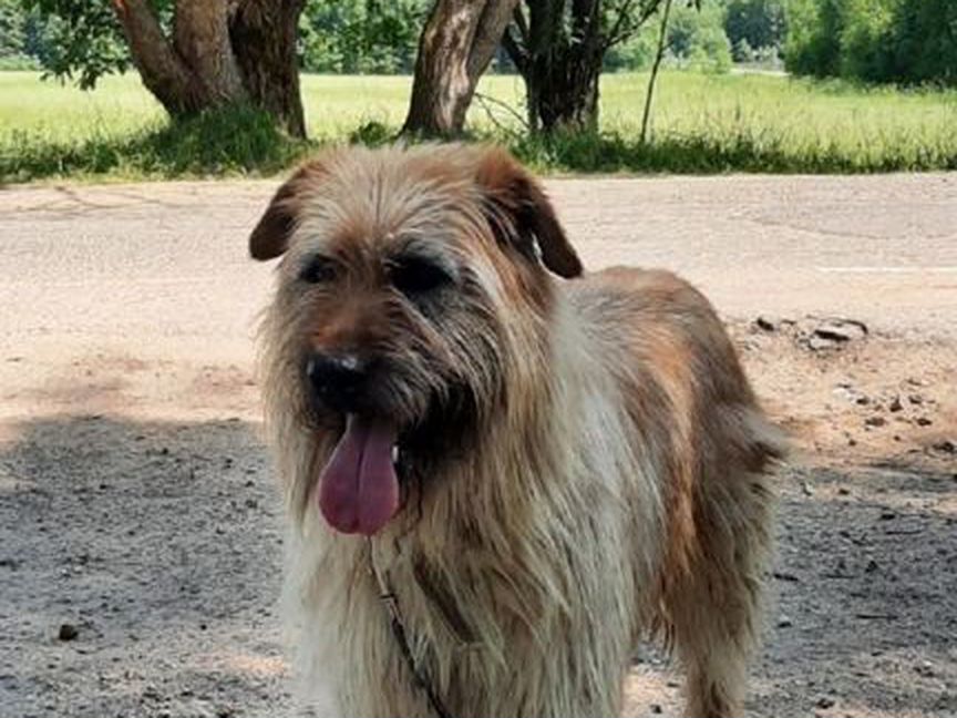 Метис Бриара Кокос мечтает о доме