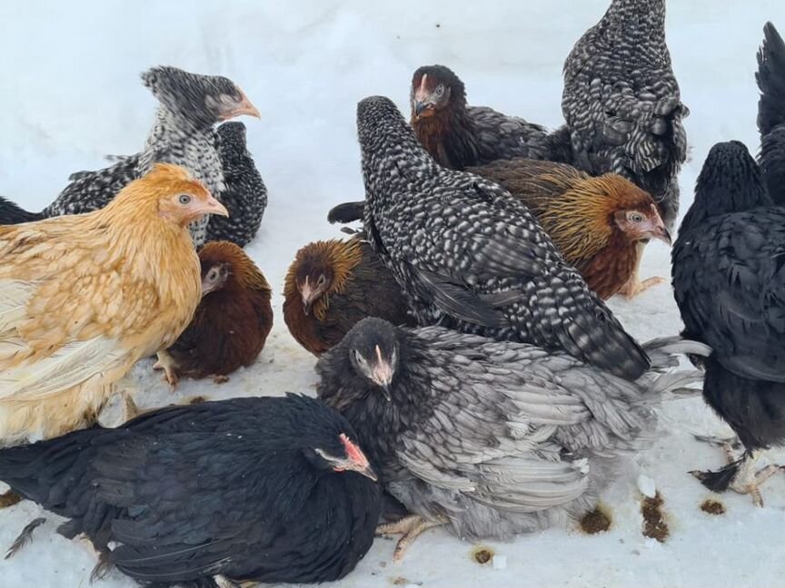 Куры Несушки