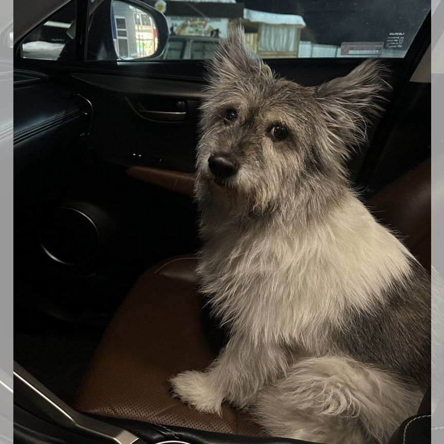 Взрослый пёс в добрые руки