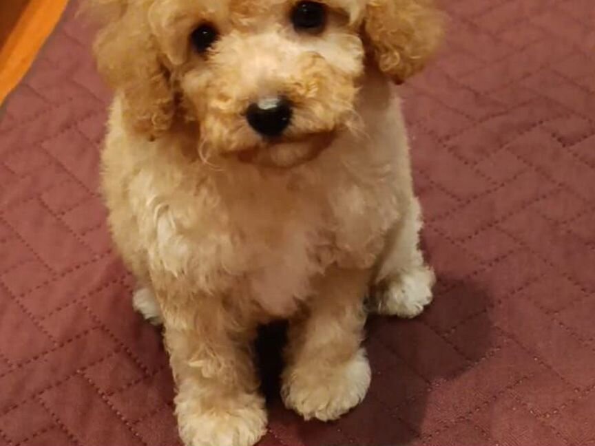 Миниатюрные малыши, щенки пуделя