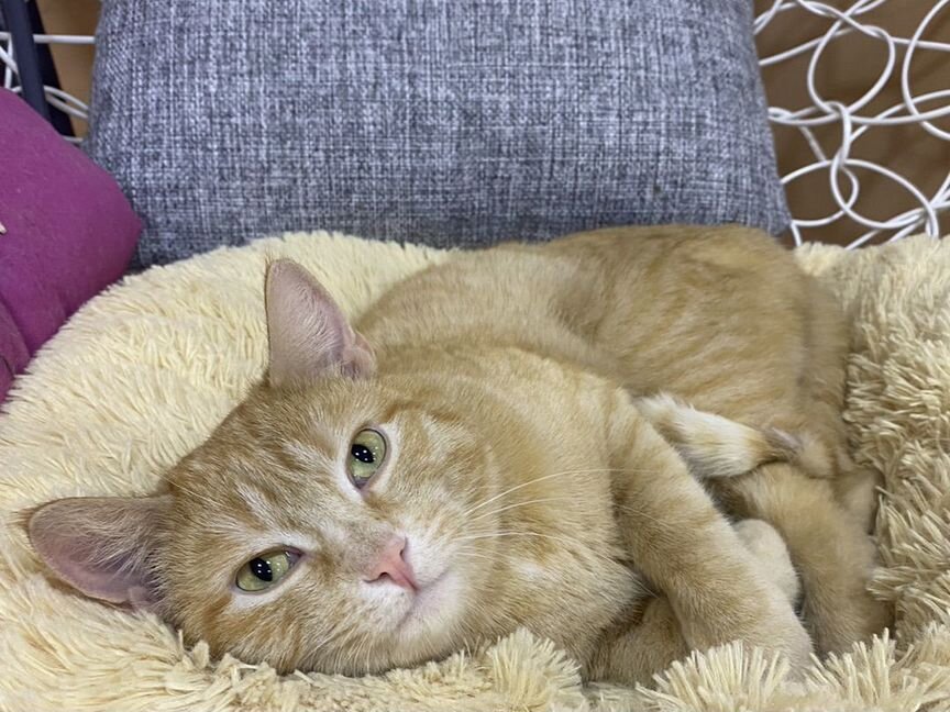 Рыжий персиковый ласковый кот остался один