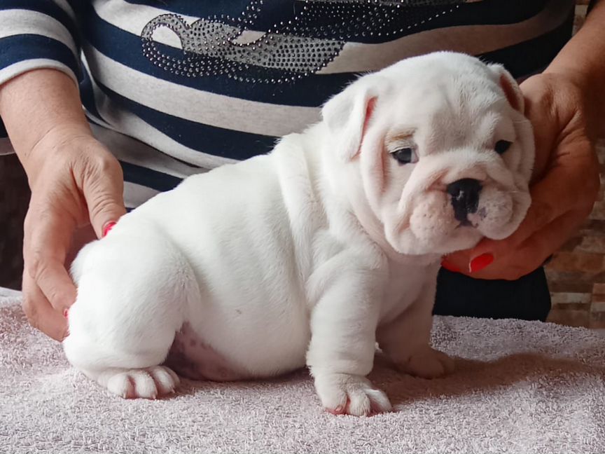 Английский бульдог