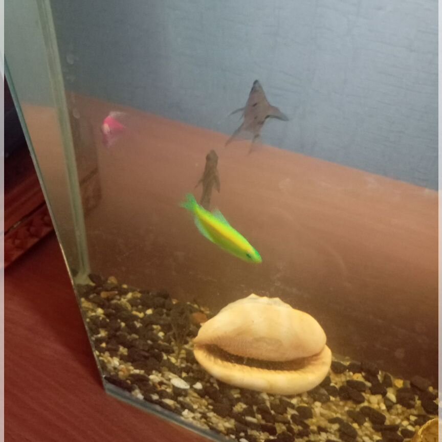 Аквариум с рыбками 25 литров с новым фильмом