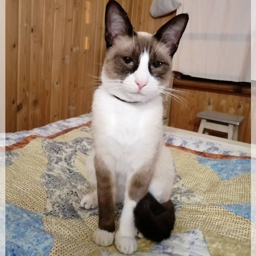 Взрослый кот в добрые руки