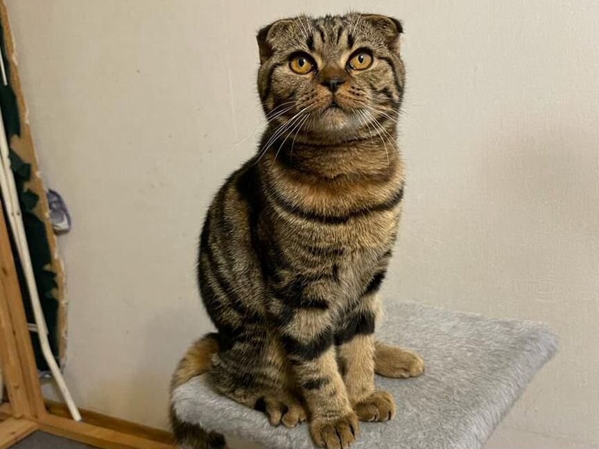 Шотландский вислоухий кот вязка