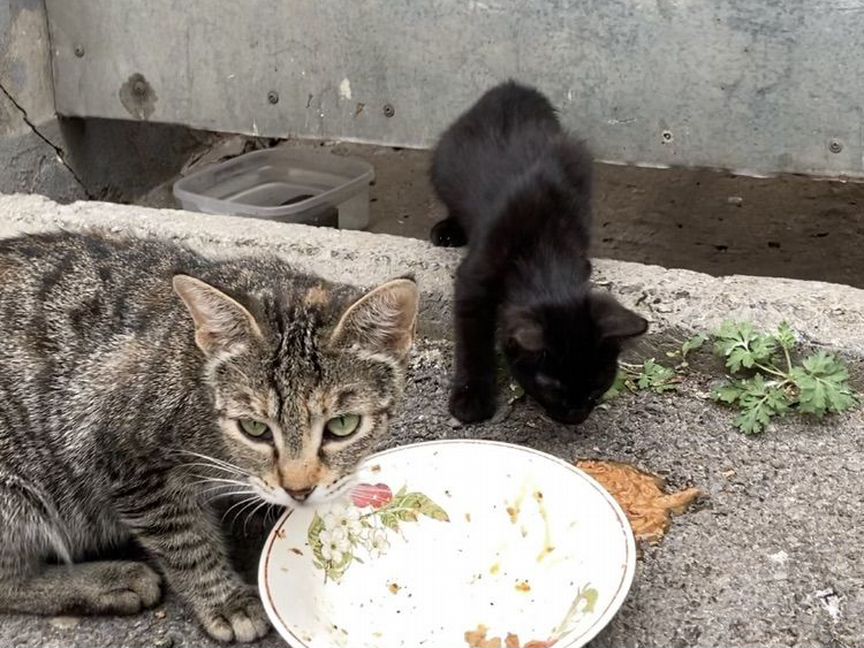 Кошка с котенком