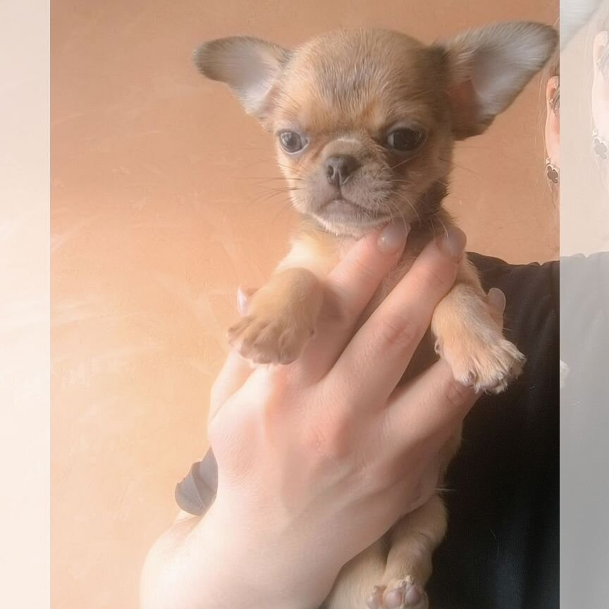 Чихуахуа, щенок