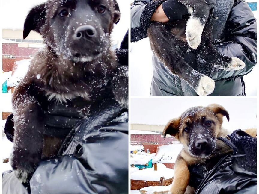 Этих малышей хотят уничтожить