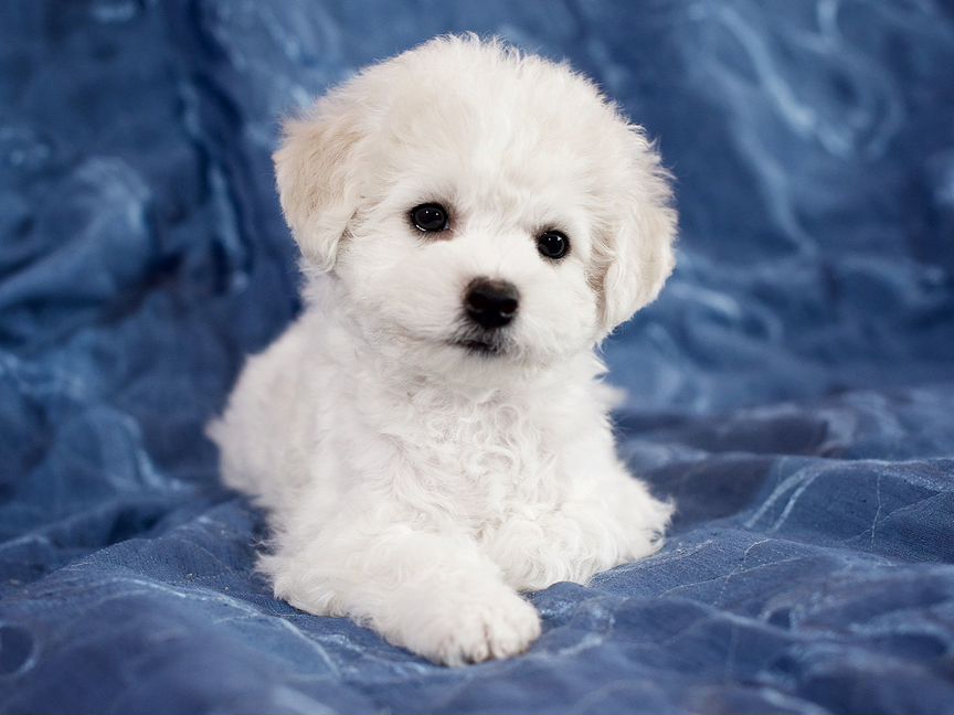 Бишон фризе щенок девочка