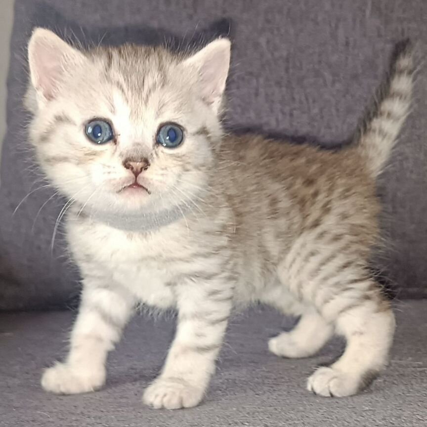 Шотландский вислоухий короткошёрстный котёнок