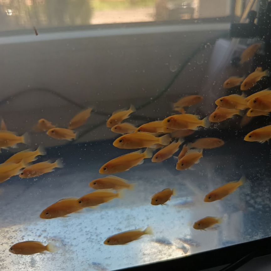 Рыбки аквариумные еллоу