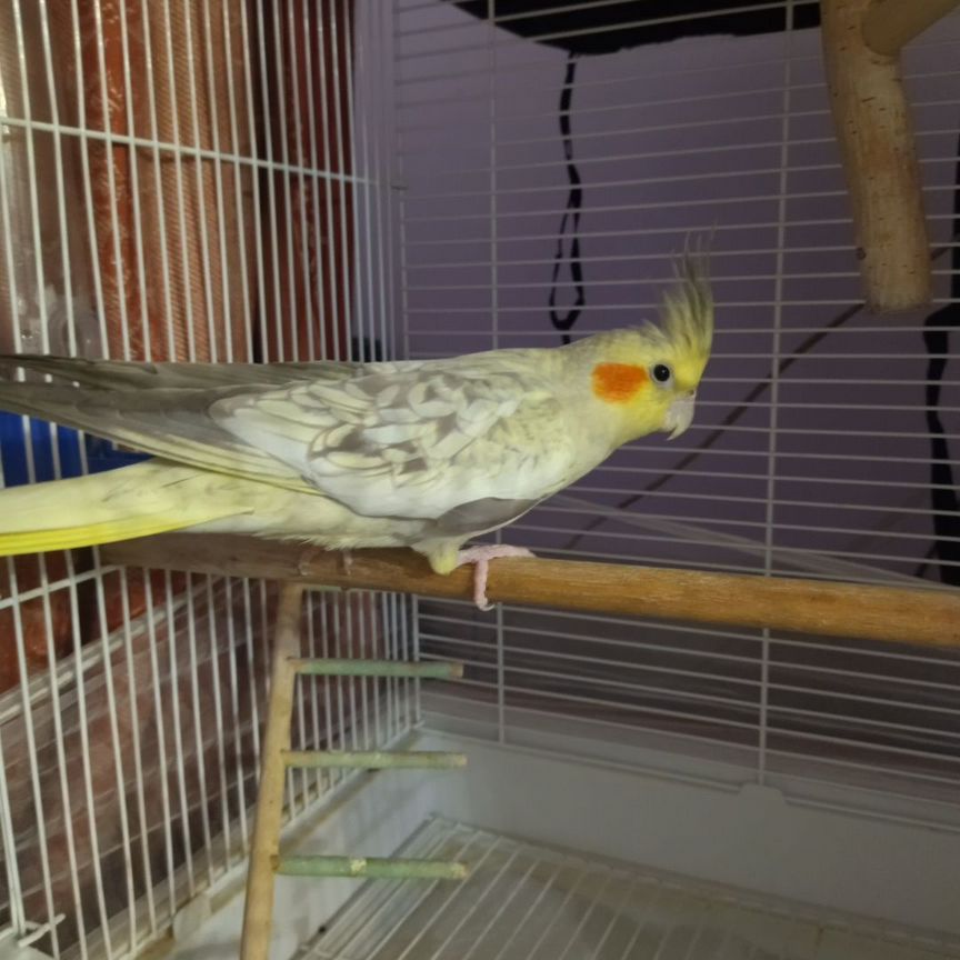 Попугай корелла