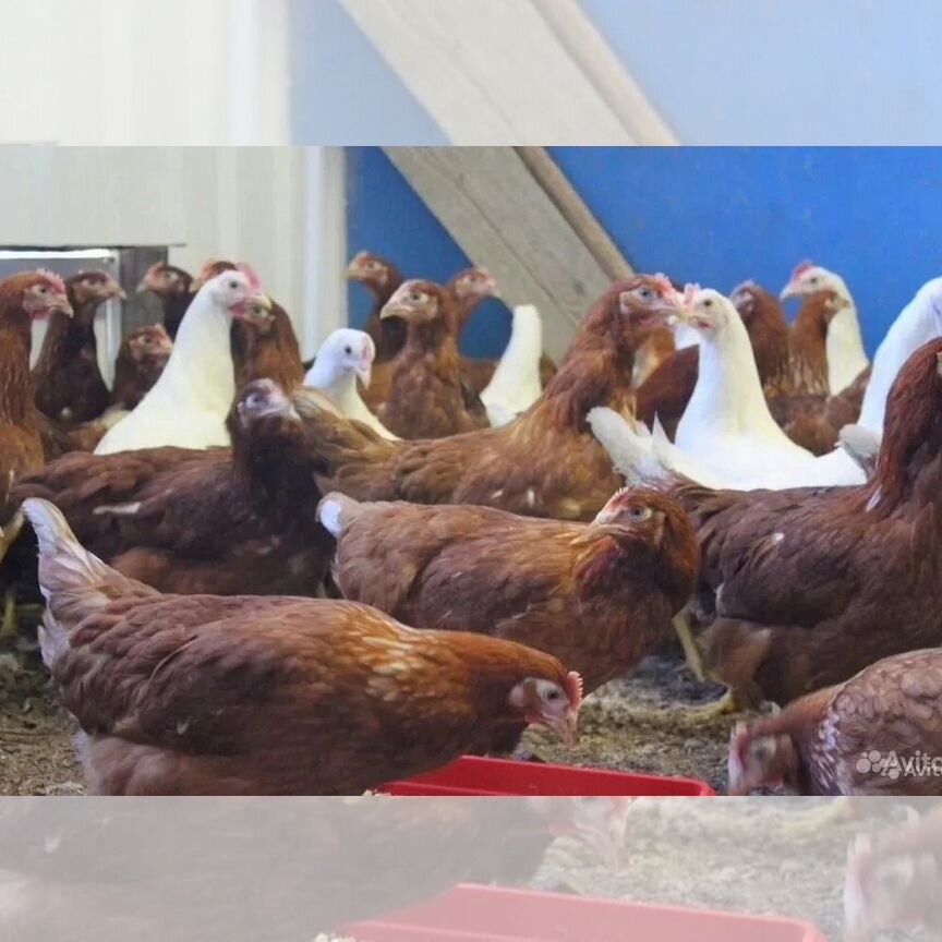 Куры молодки несушки