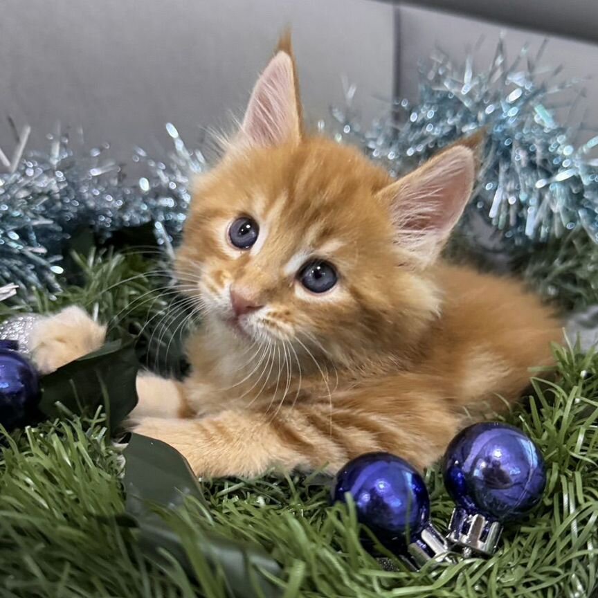 Мейн-кун котёнок