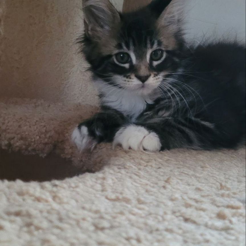 Котята мейн кун