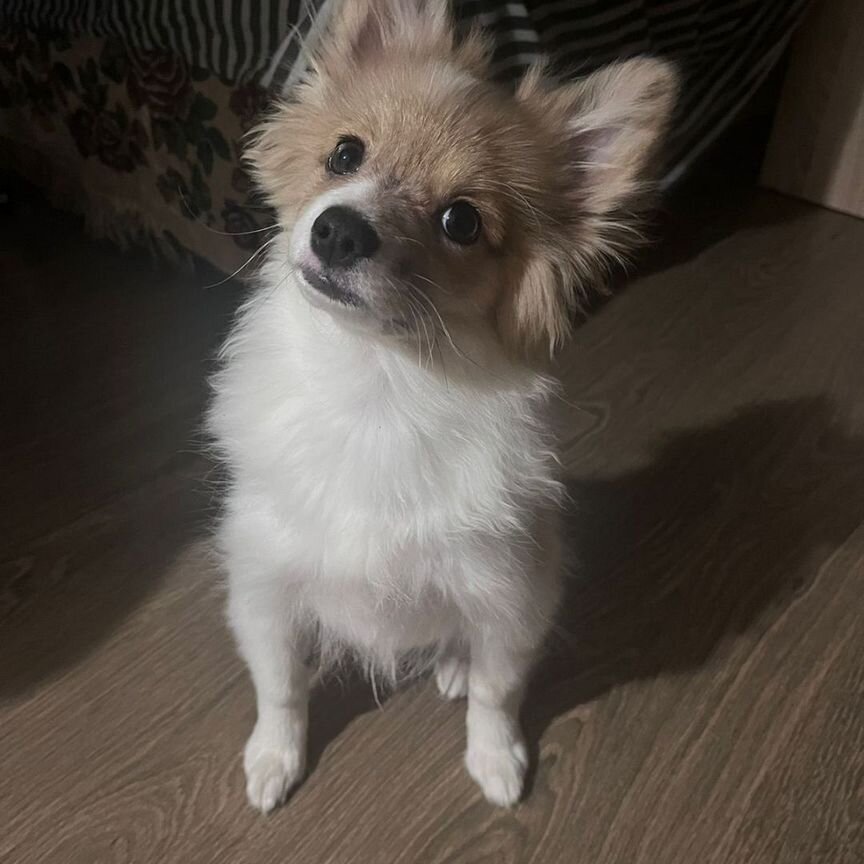 Померанский шпиц