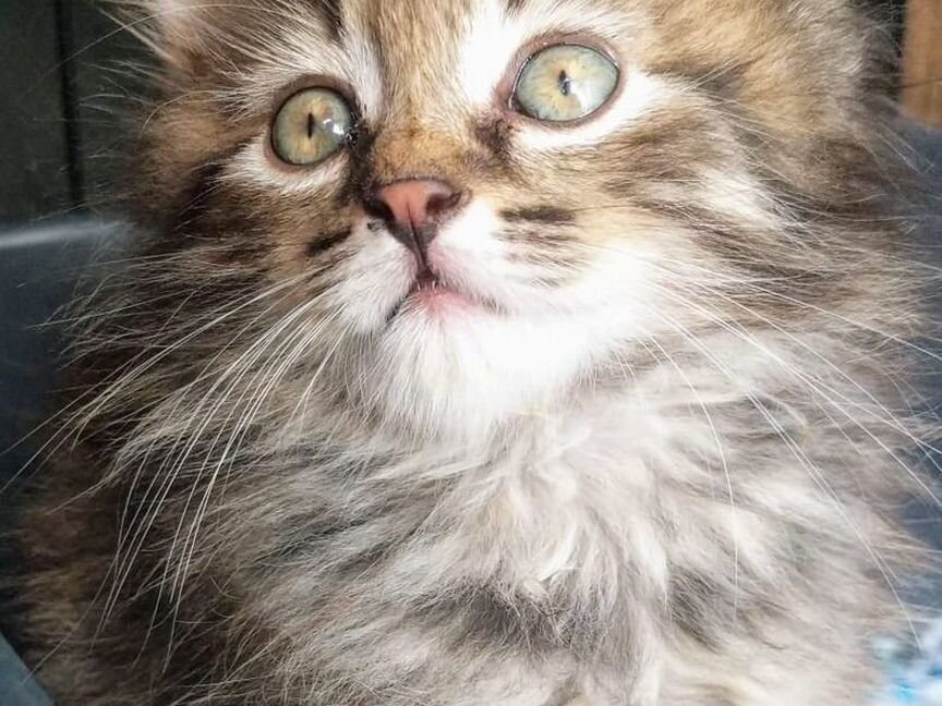 Кошечка 2 месяца