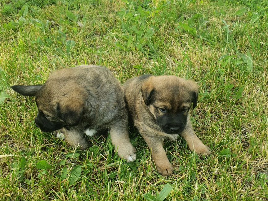 Щенки в добрые руки