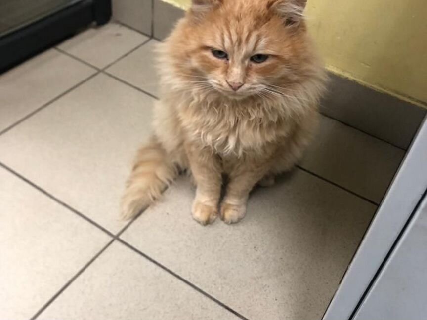 Кошка