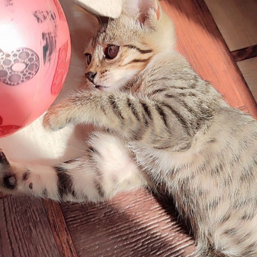 Котята в добрые руки бесплатно