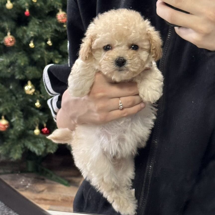 Мальтипу, щенок