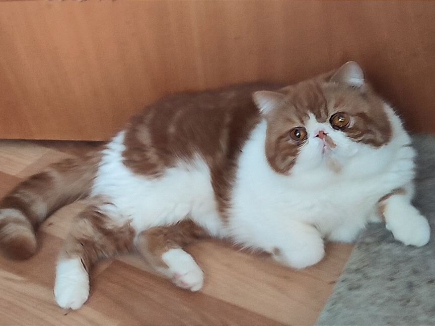 Риччи счастливчик