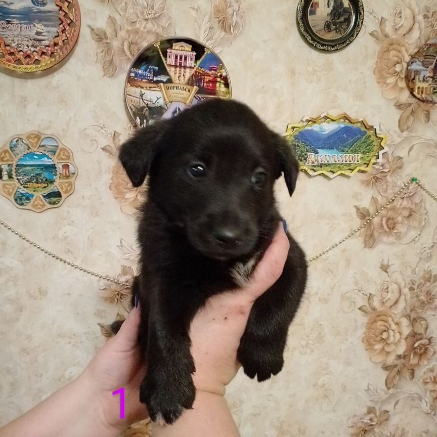 Отдам щенков в добрые руки