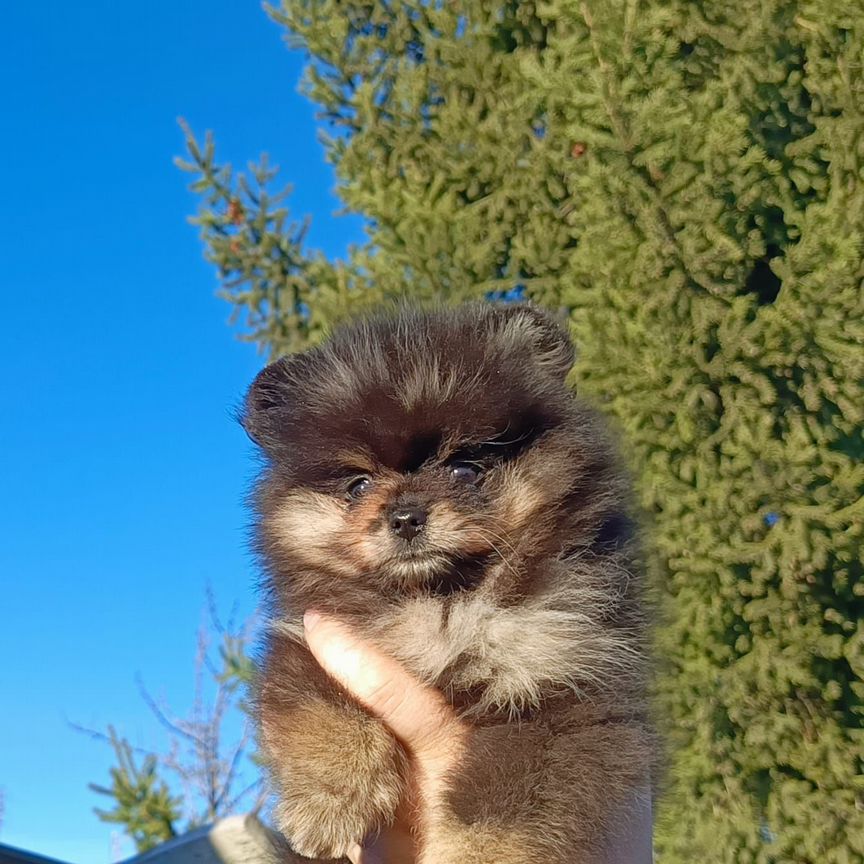 Шпиц красотка