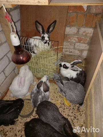 Кролики самки