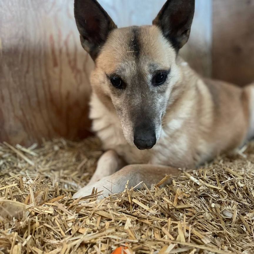 Миленькая Дейзи