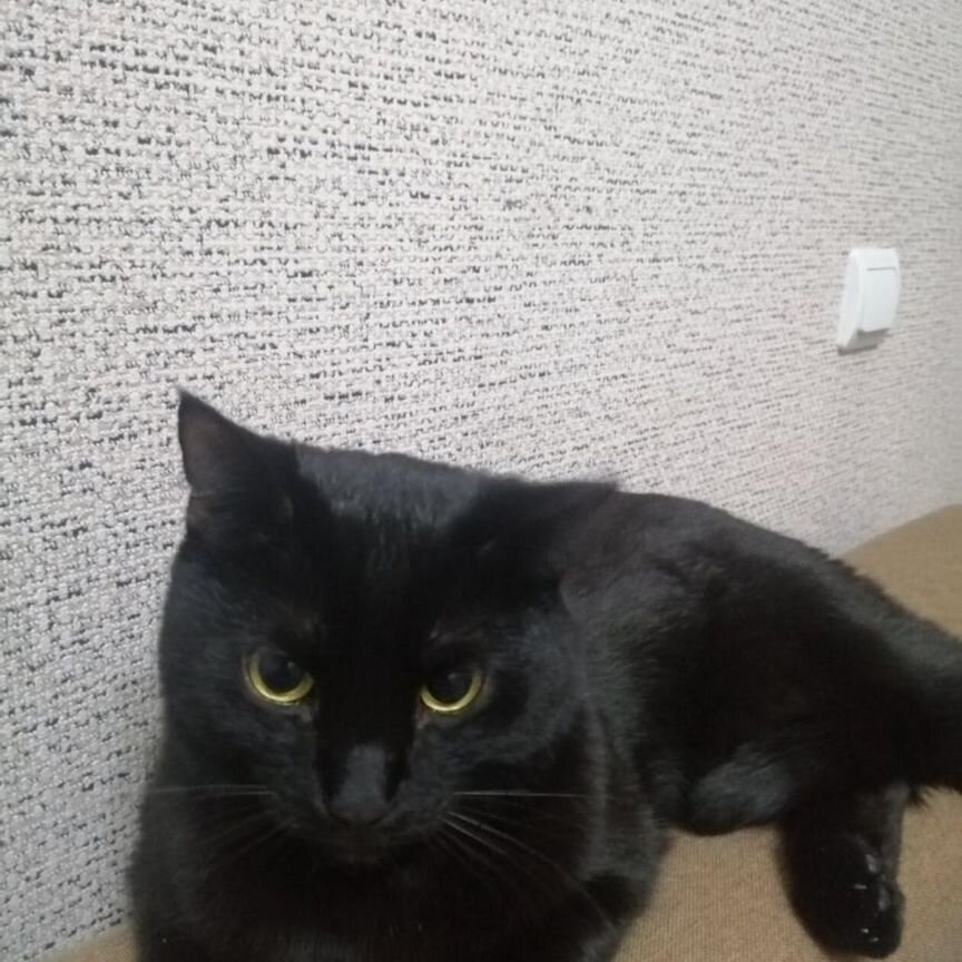 Кот в добрые руки