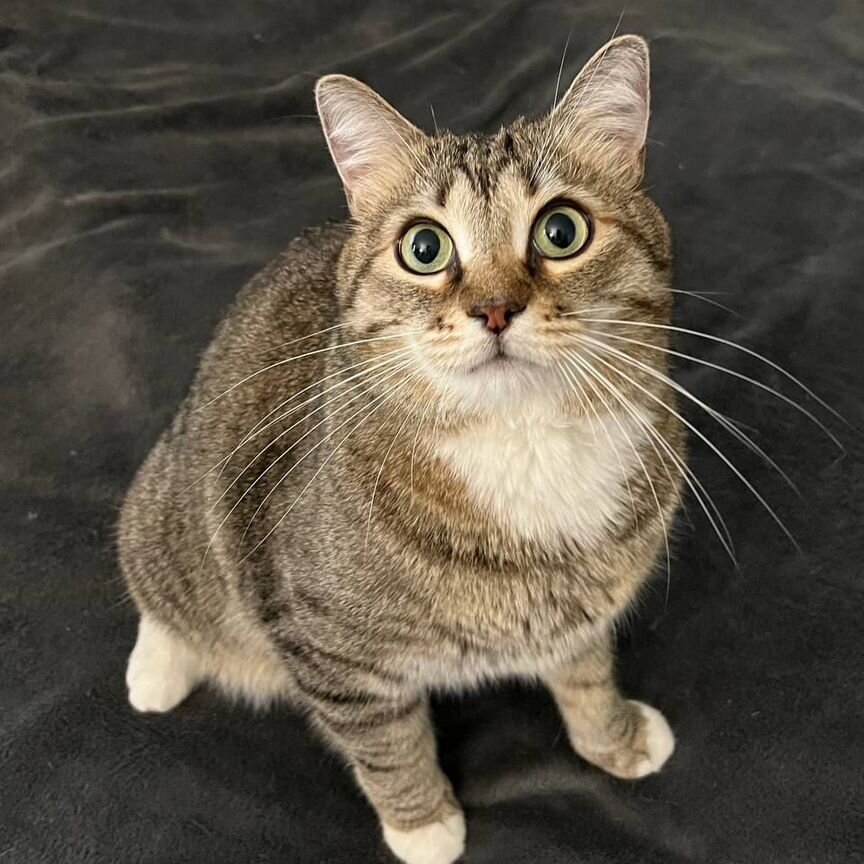 Отдам кота в добрые руки. бесплатно