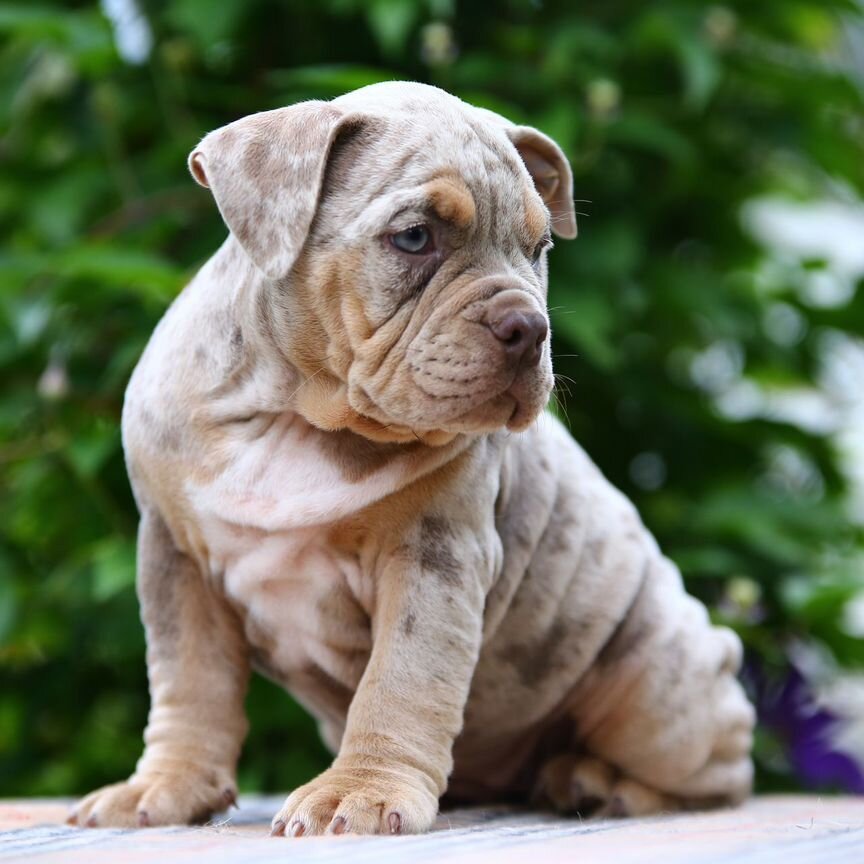 Очаровательная девочка Булли 2,5 месяца