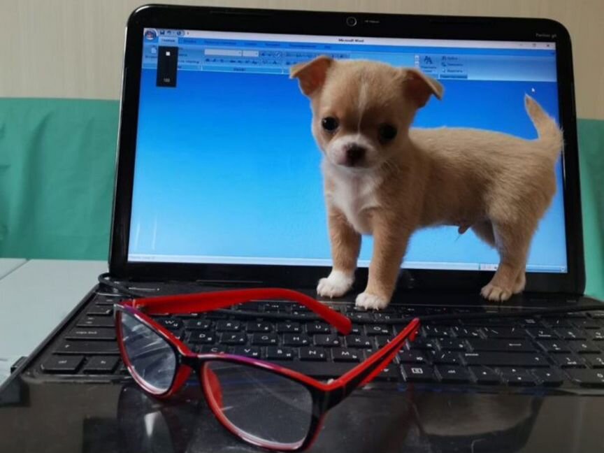 Чихуахуа мини мальчик