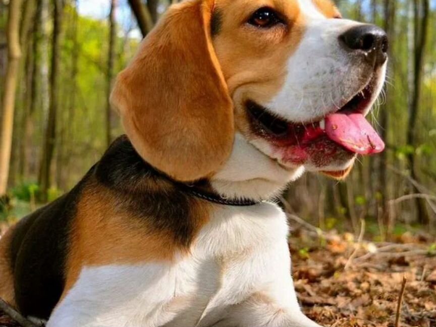 Бигль в добрые руки