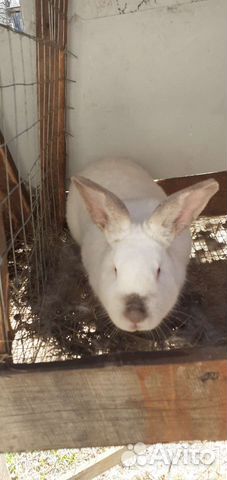 Кролики, крольчатина