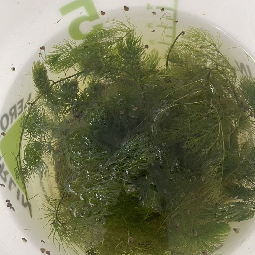 Отдам роголистник в аквариум