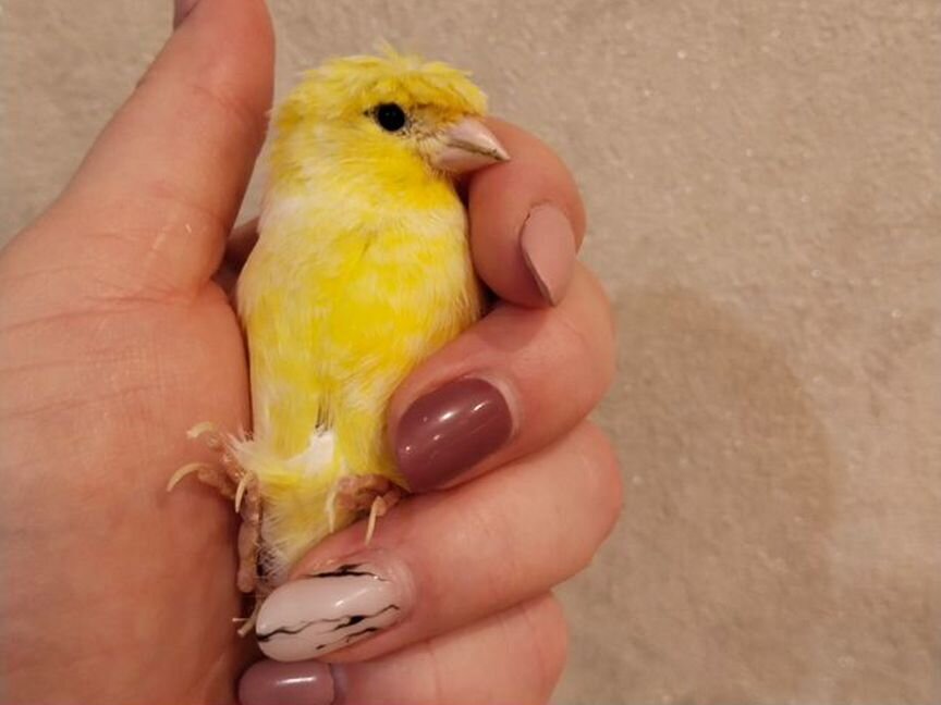 Самочка канарейка чубатая