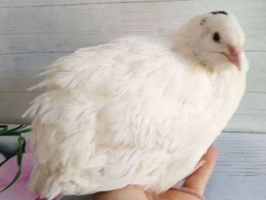 Инкубационное и пищевое яйцо перепелов