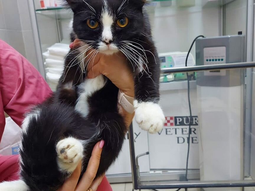 Котик Рафаэль, который смог выжить