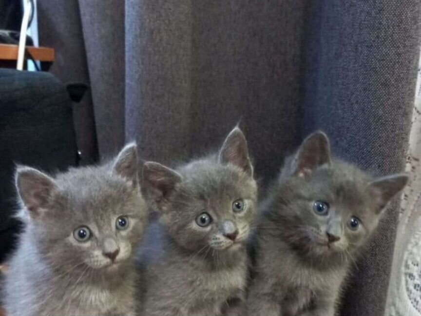 Русская голубая котята