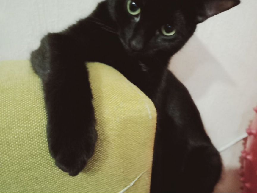 Кошка Вязка