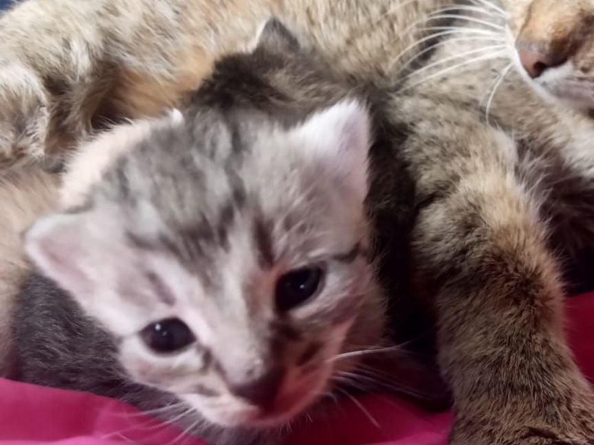 Карамелька,коржик и кампот