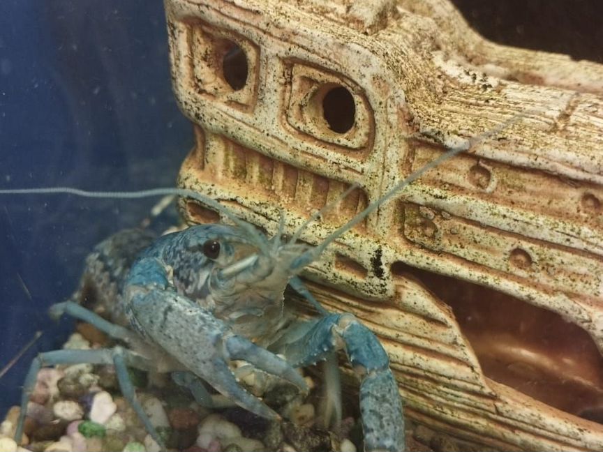 Аквариумный рак