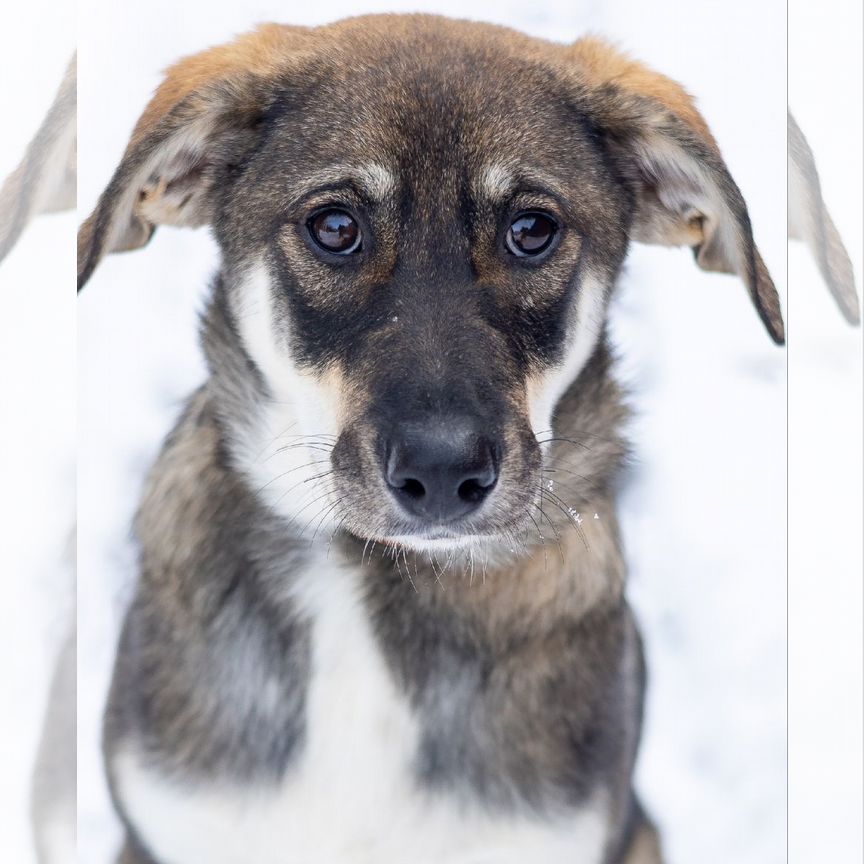 Жду хозяина в приюте