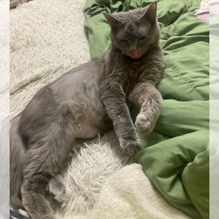 Британская длинношёрстная, взрослая кошка