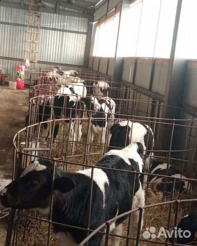 Бычки телята