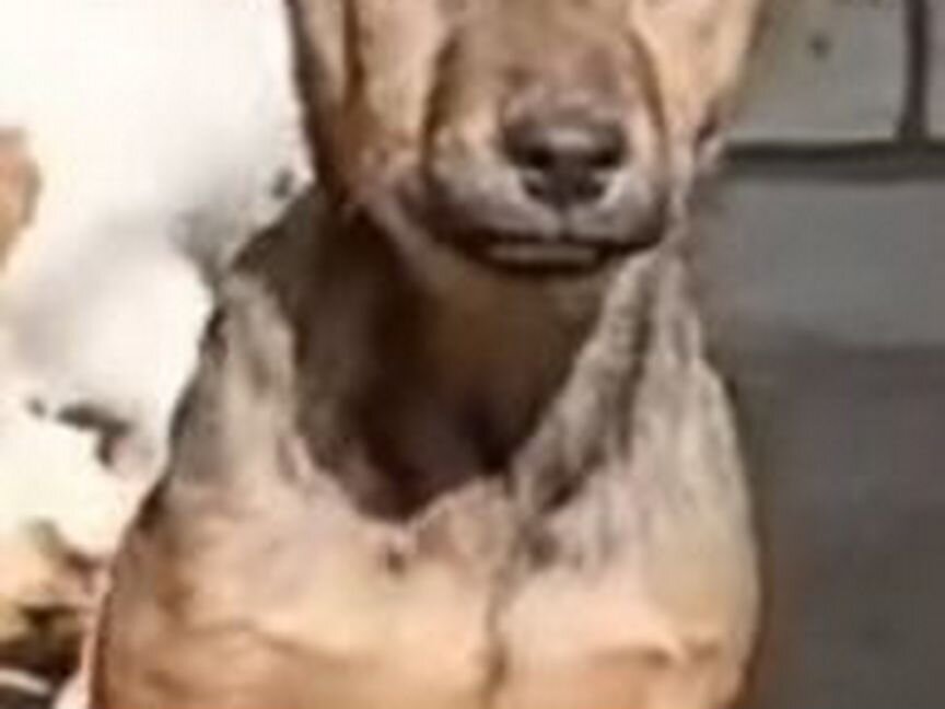 Его зовут Шарпейка